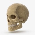 Human Skull Game Ready - Logic Design Studio